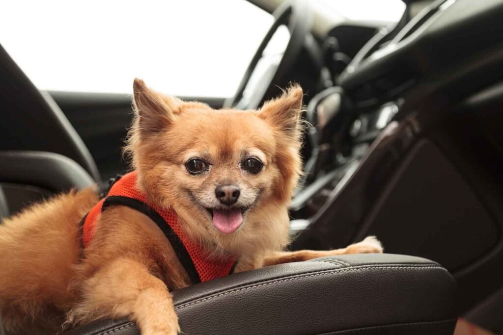 Super Pet Travel | DEFRA (Type 2) Approved Pet Courier UK & Europe